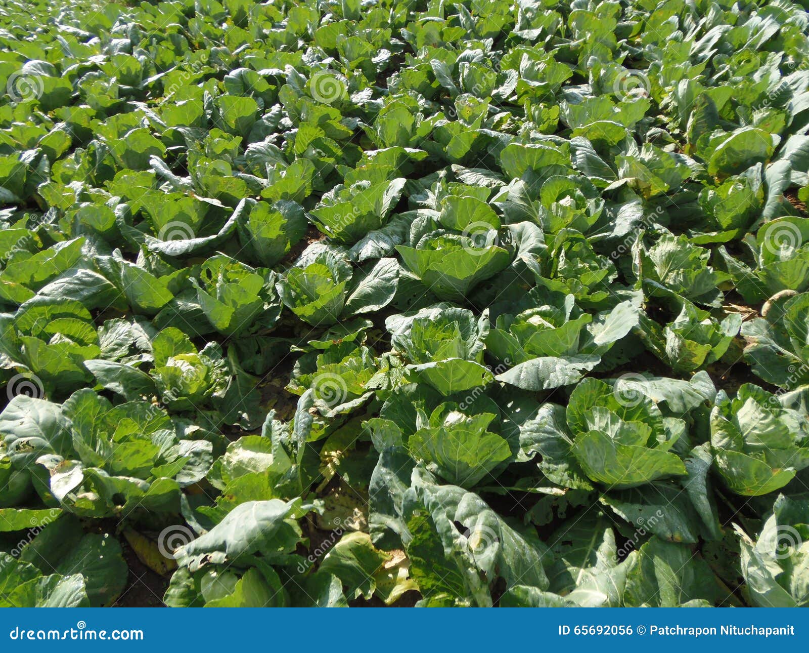 Cabbage plant stock photo. Image of cook, plant, green - 65692056