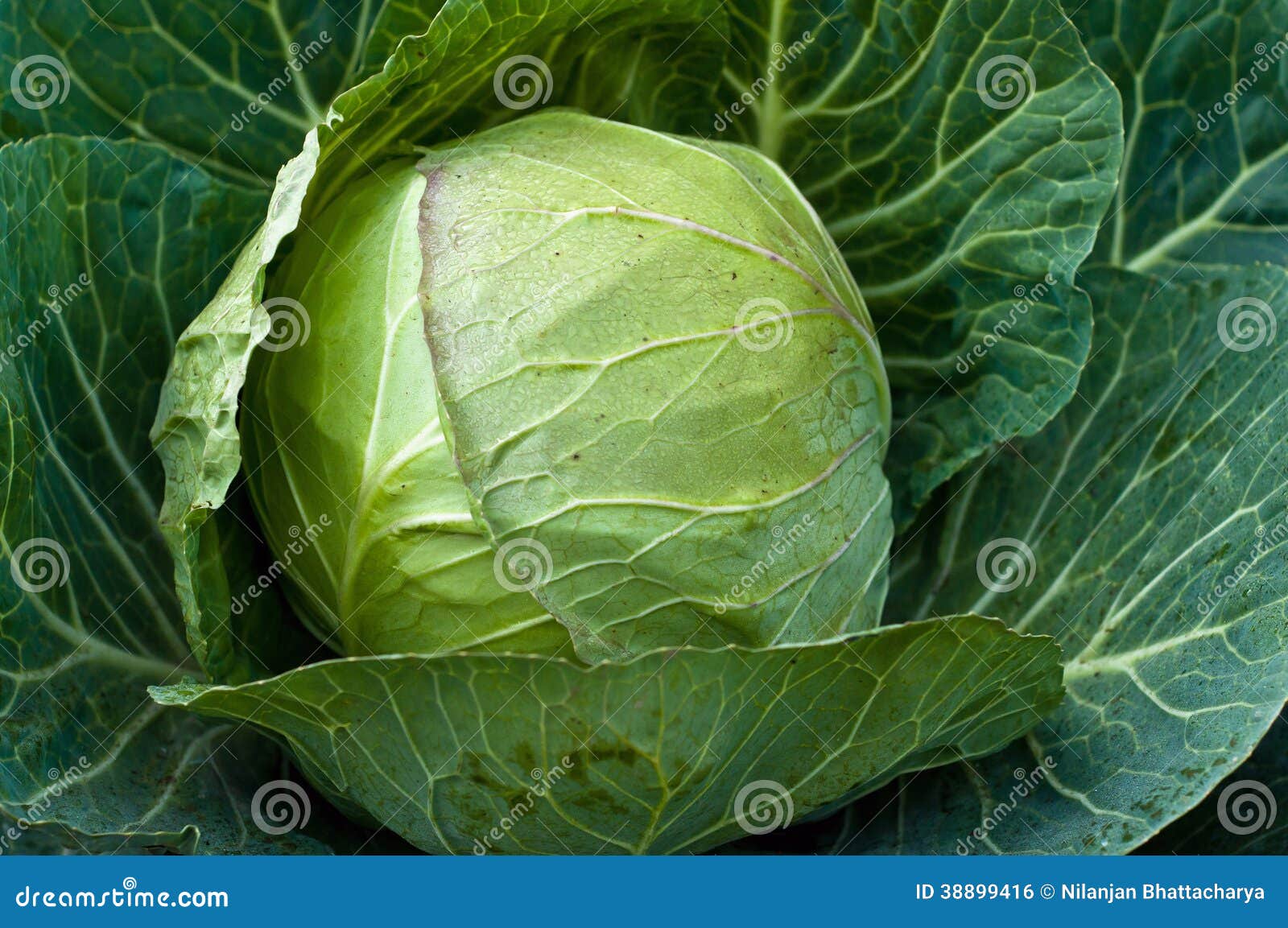 Cabbage plant stock photo. Image of grow, cultivate, herb - 38899416