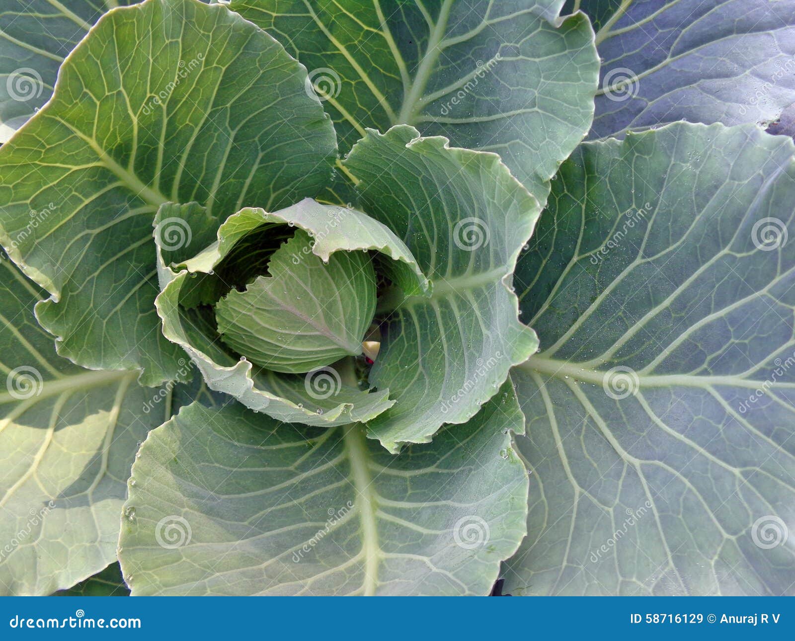 Cabbage plant stock image. Image of farm, farmng, abstract - 58716129