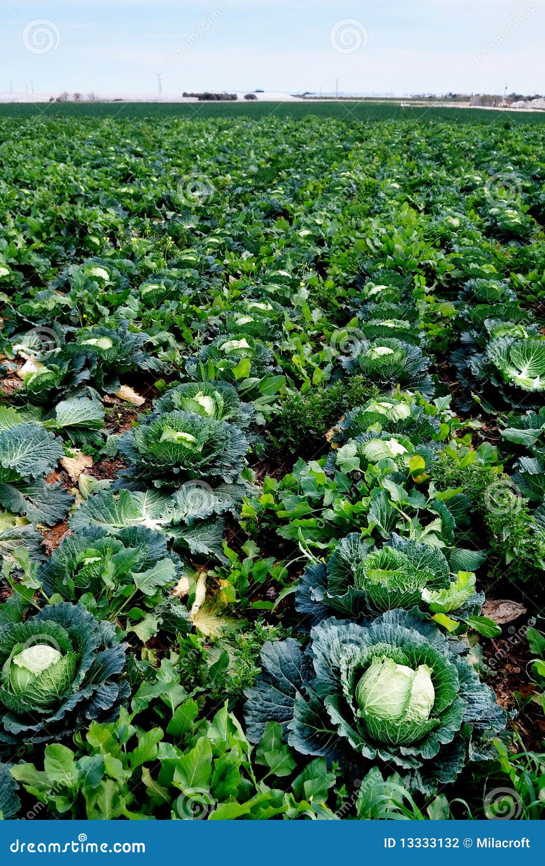 A Cabbage Plantation That Is Thriving In The Mountains, Intercropping ...