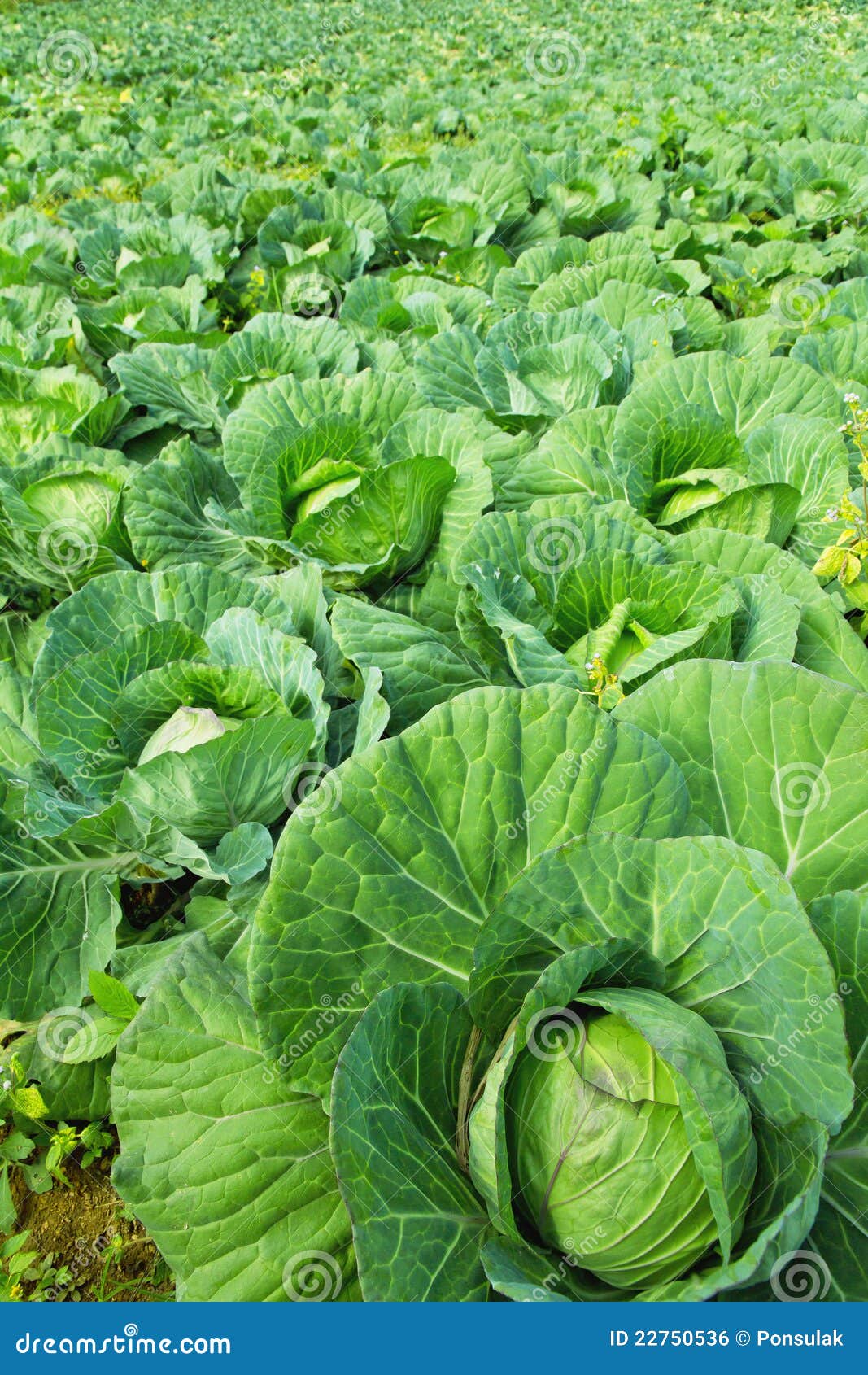 A Cabbage Plantation That Is Thriving In The Mountains, Intercropping ...