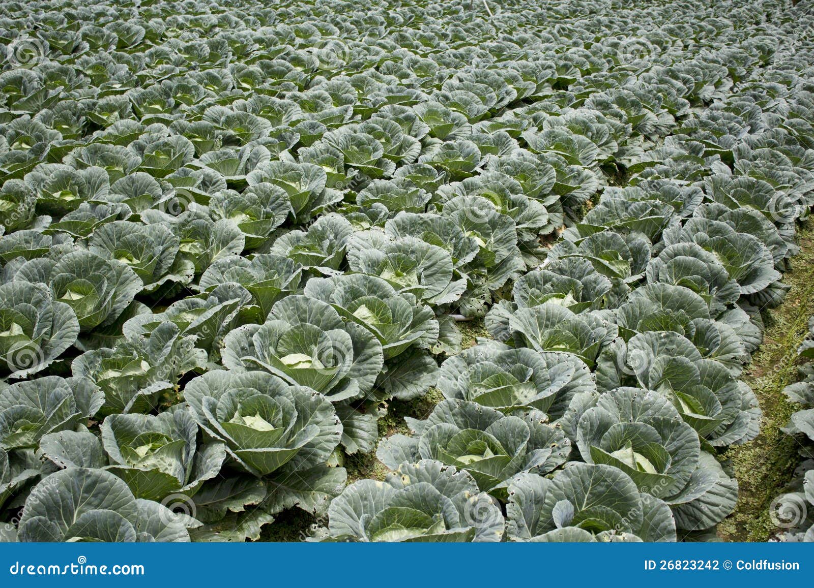 A Cabbage Plantation That Is Thriving In The Mountains, Intercropping ...