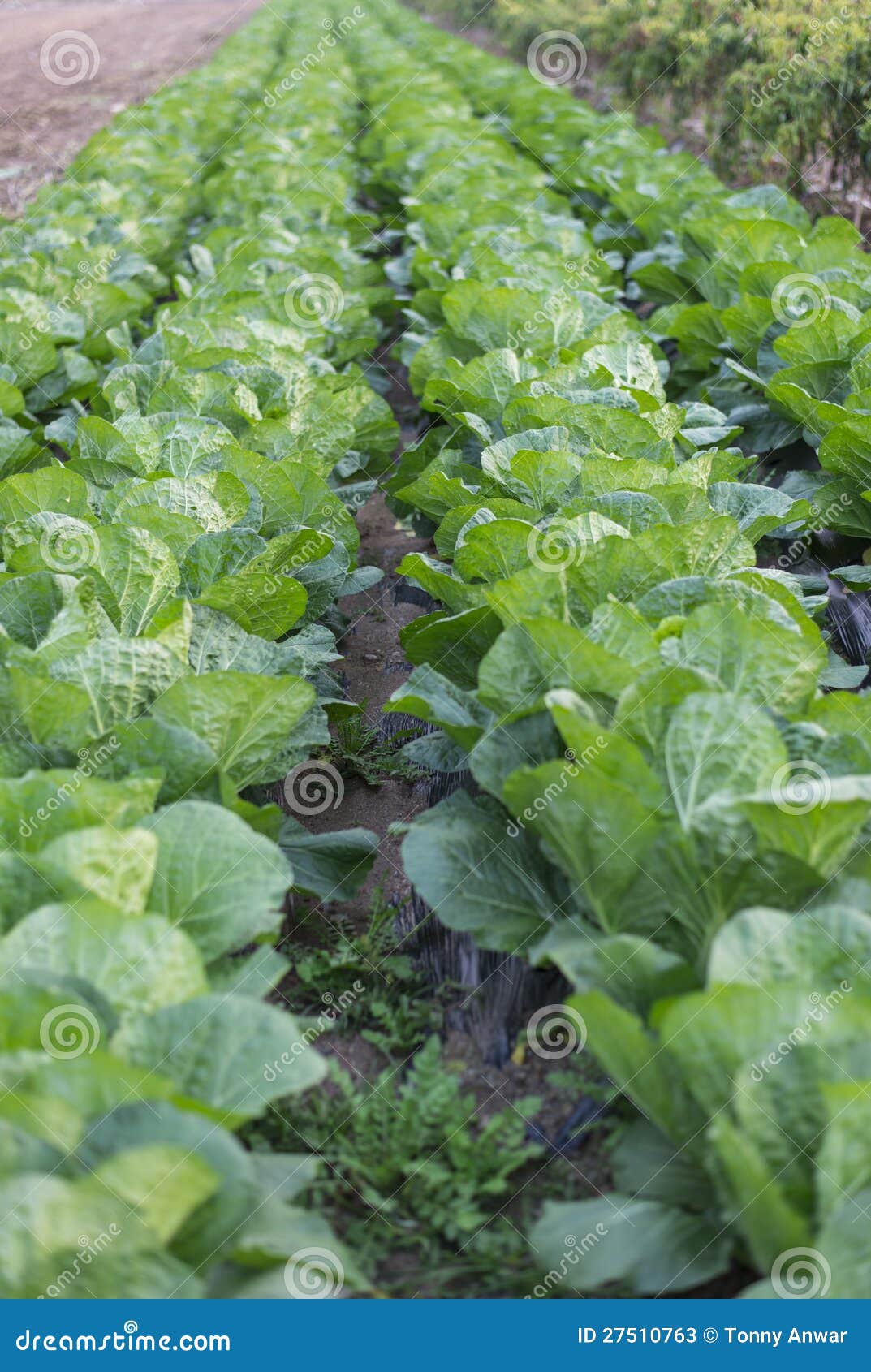 A Cabbage Plantation That Is Thriving In The Mountains, Intercropping ...