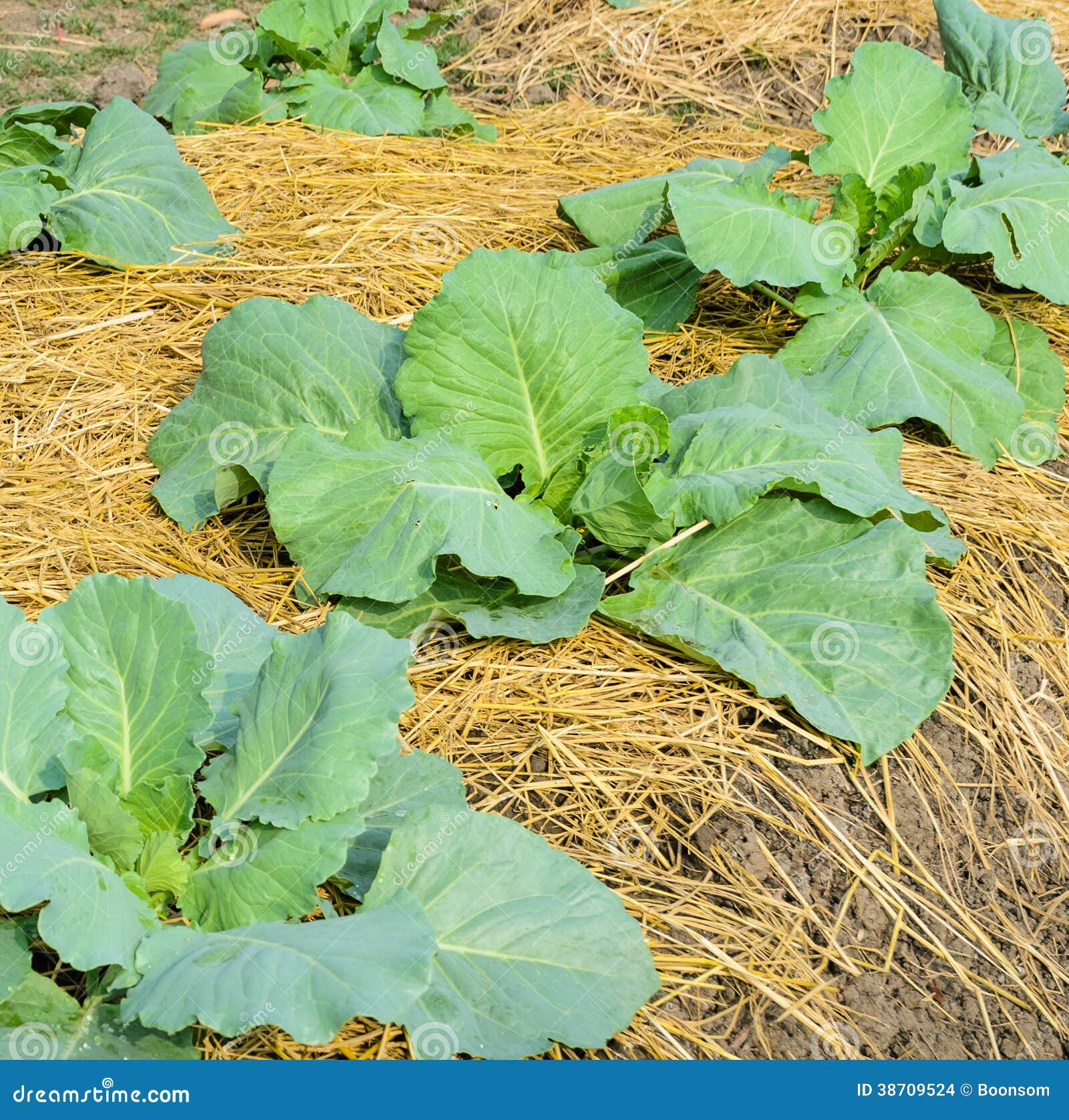 Cabbage plantation stock photo. Image of straw, green - 38709524