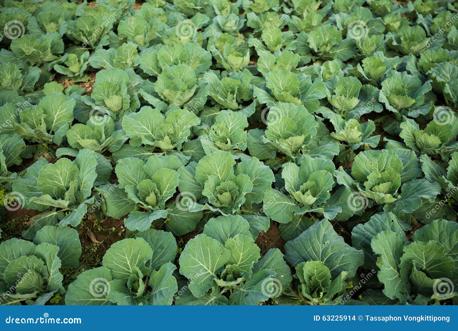 Cabbage plantation farm stock photo. Image of crop, food - 63225914
