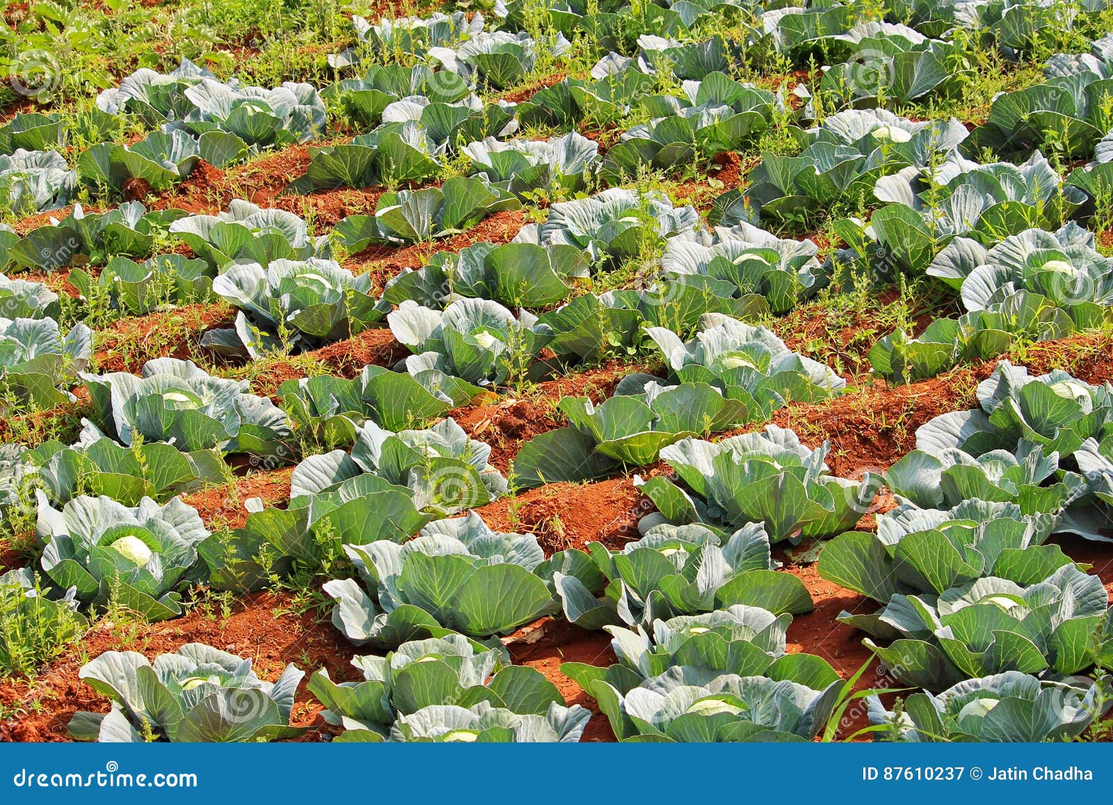 A Cabbage Plantation That Is Thriving In The Mountains, Intercropping ...
