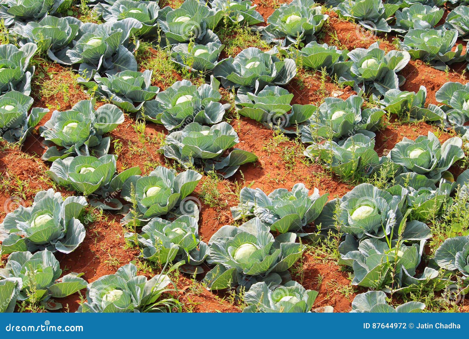 A Cabbage Plantation That Is Thriving In The Mountains, Intercropping ...