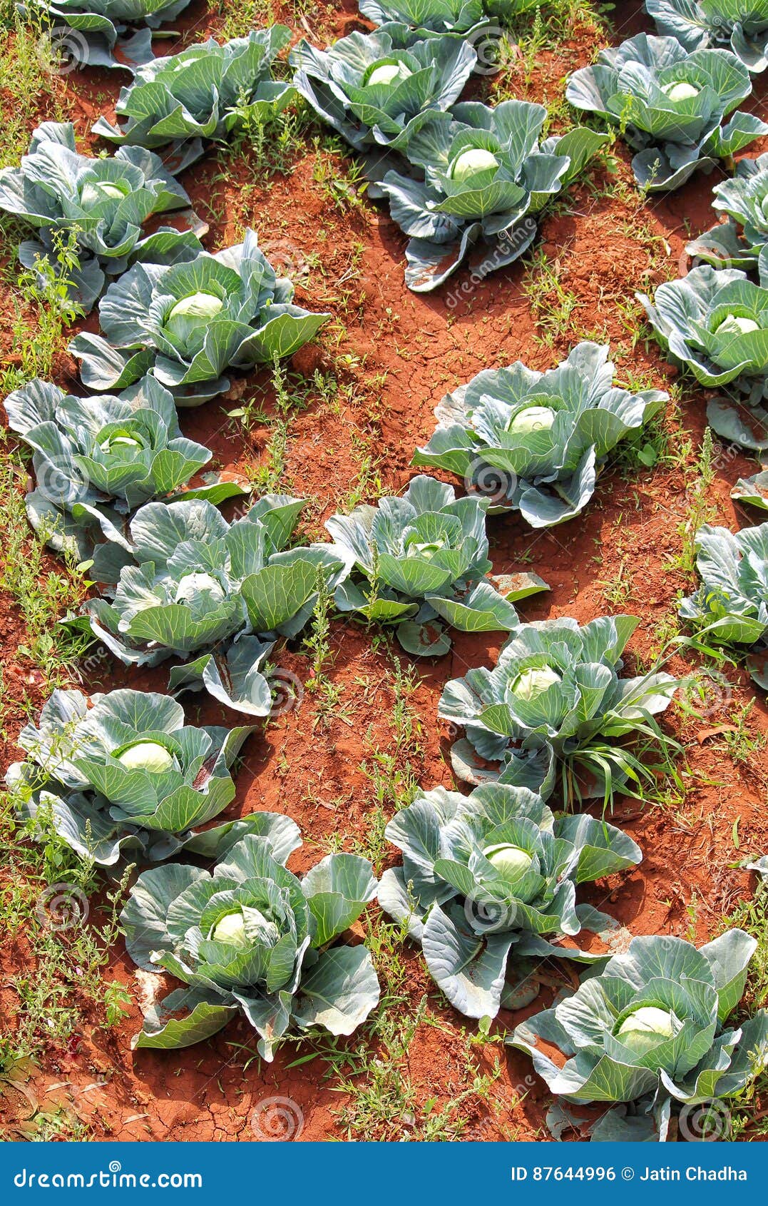 A Cabbage Plantation That Is Thriving In The Mountains, Intercropping ...