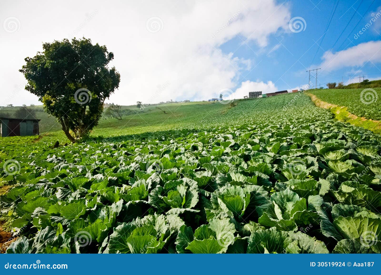 A Cabbage Plantation That Is Thriving In The Mountains, Intercropping ...