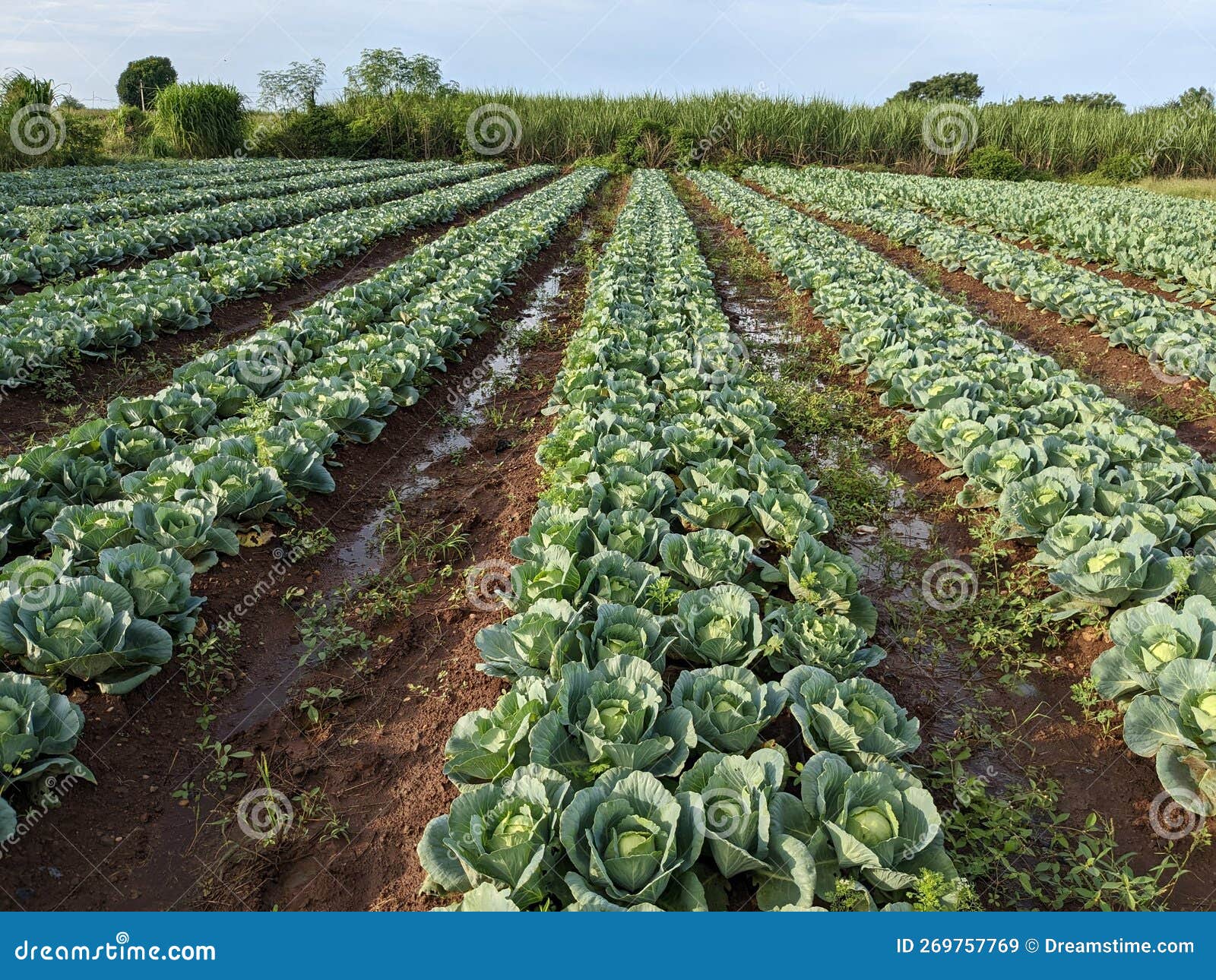 Cabbage plantation plot stock image. Image of plant - 269757769