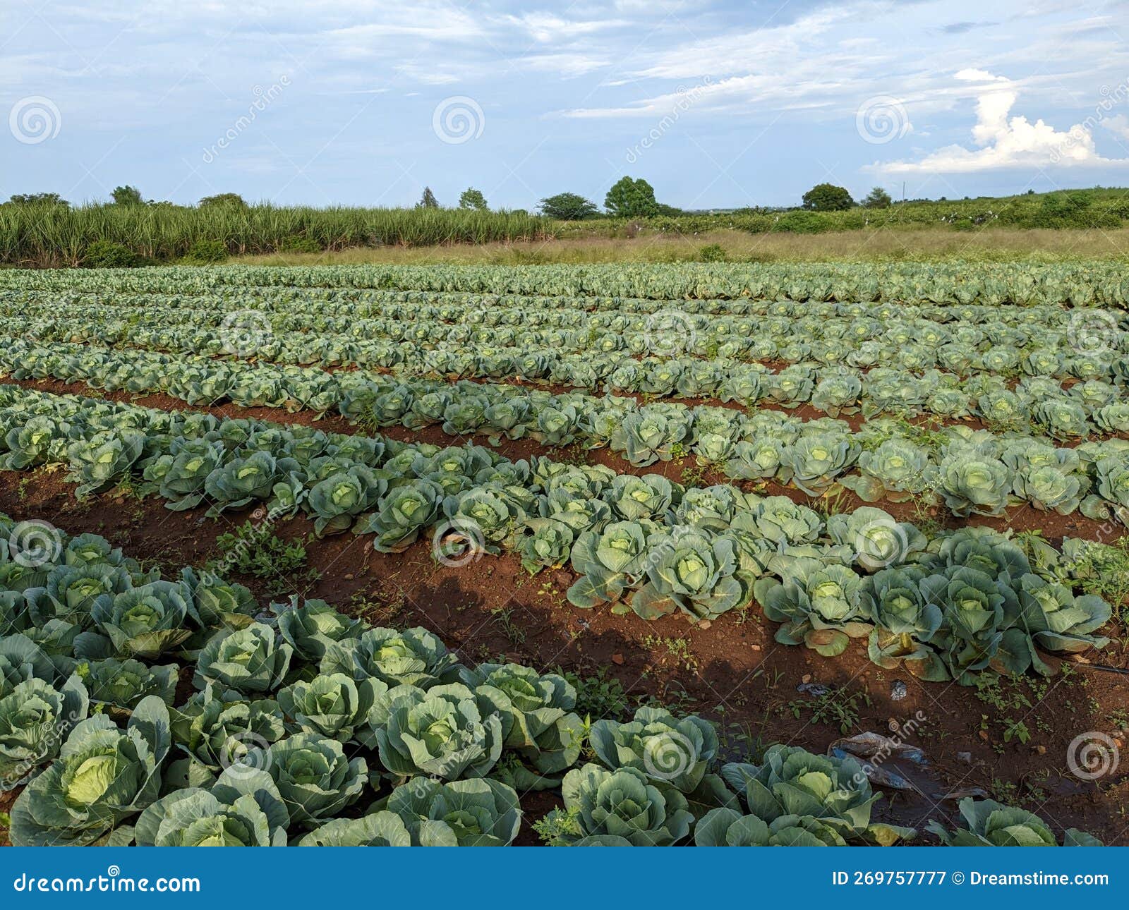 Cabbage plantation plot stock image. Image of plot, fruit - 269757777
