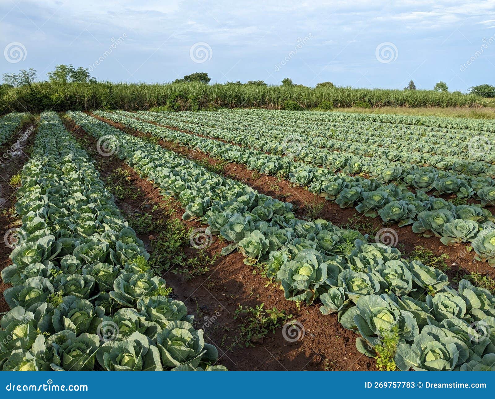 Cabbage plantation plot stock image. Image of garden - 269757783
