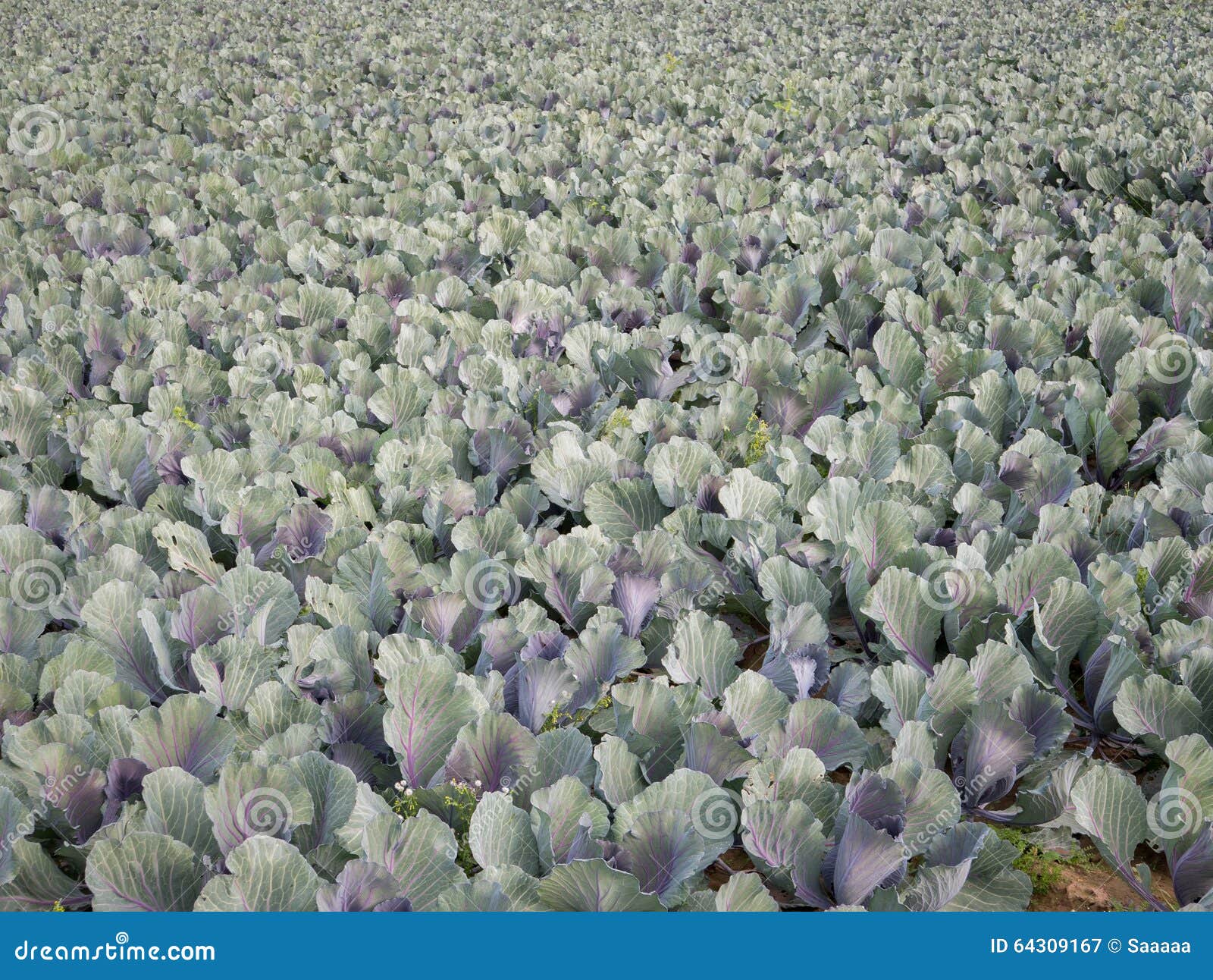 Cabbage Plantation Top View Stock Image - Image of growing, closeup ...