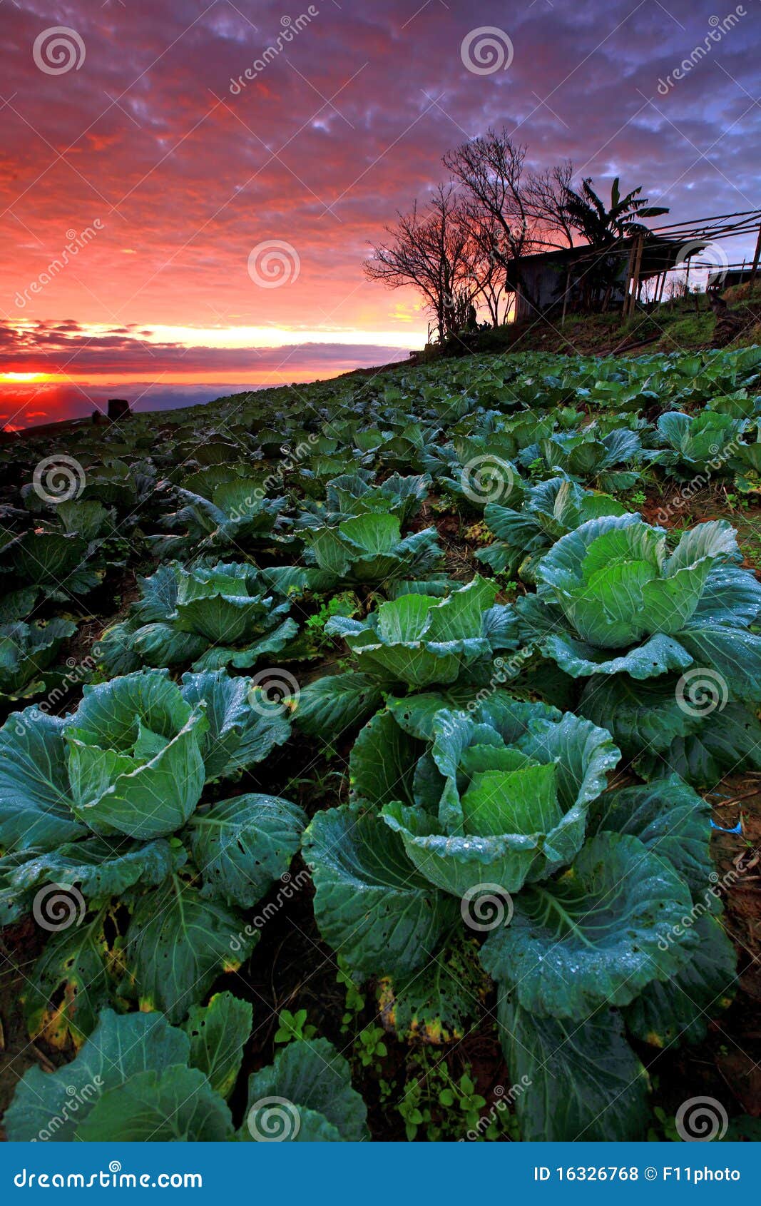 A Cabbage Plantation That Is Thriving In The Mountains, Intercropping ...