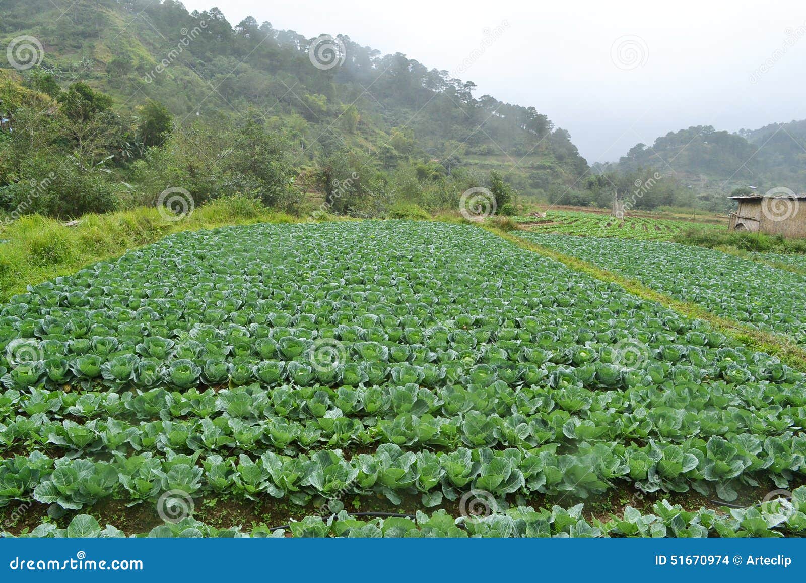 Cabbage plantation stock photo. Image of trees, green - 51670974