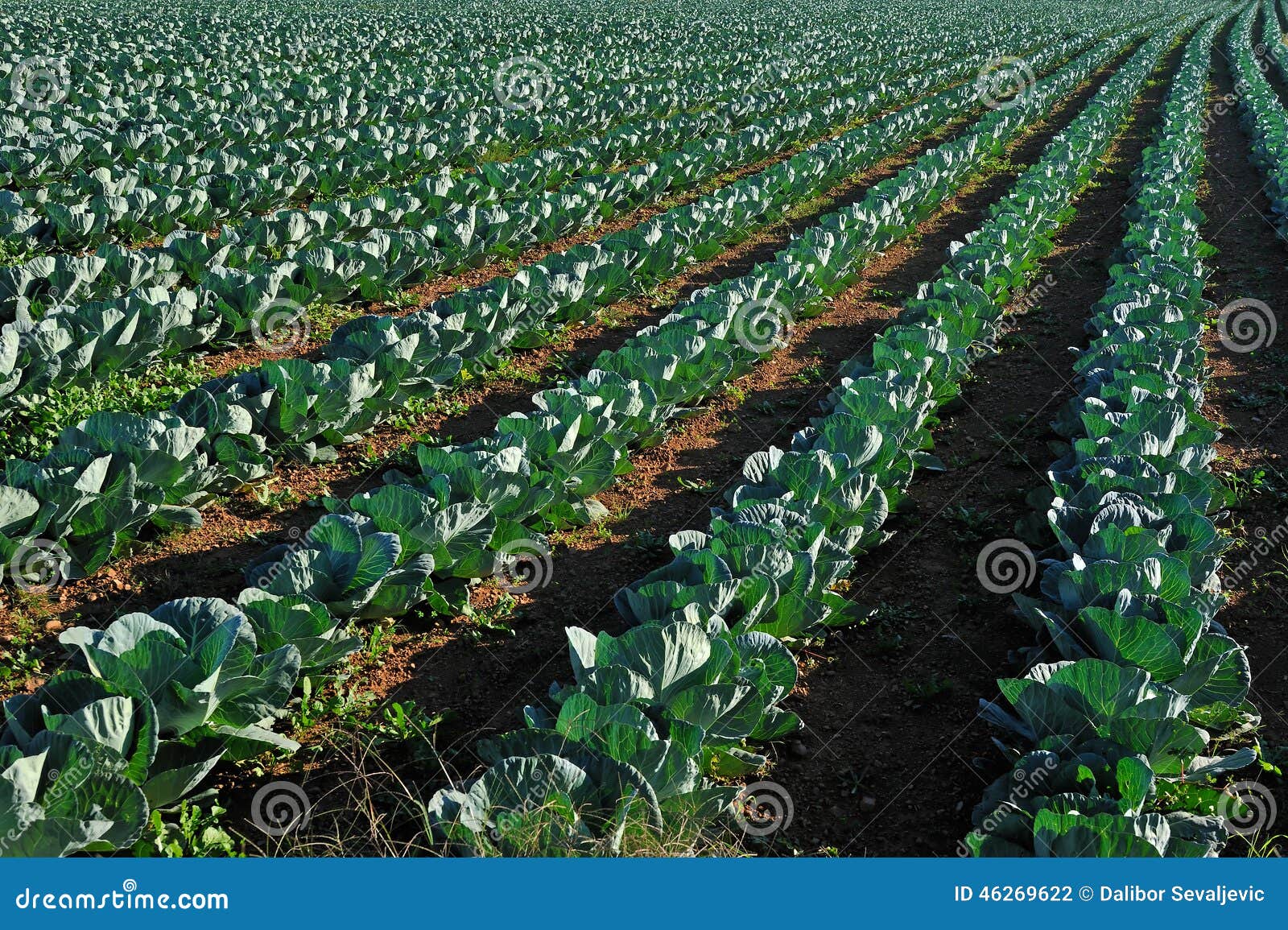 A Cabbage Plantation That Is Thriving In The Mountains, Intercropping ...