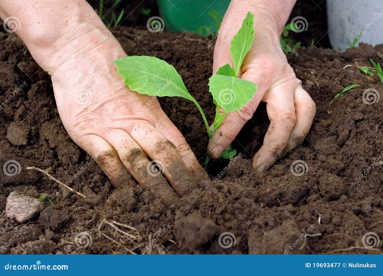 Cabbage planting stock image. Image of closeup, growth - 19693477