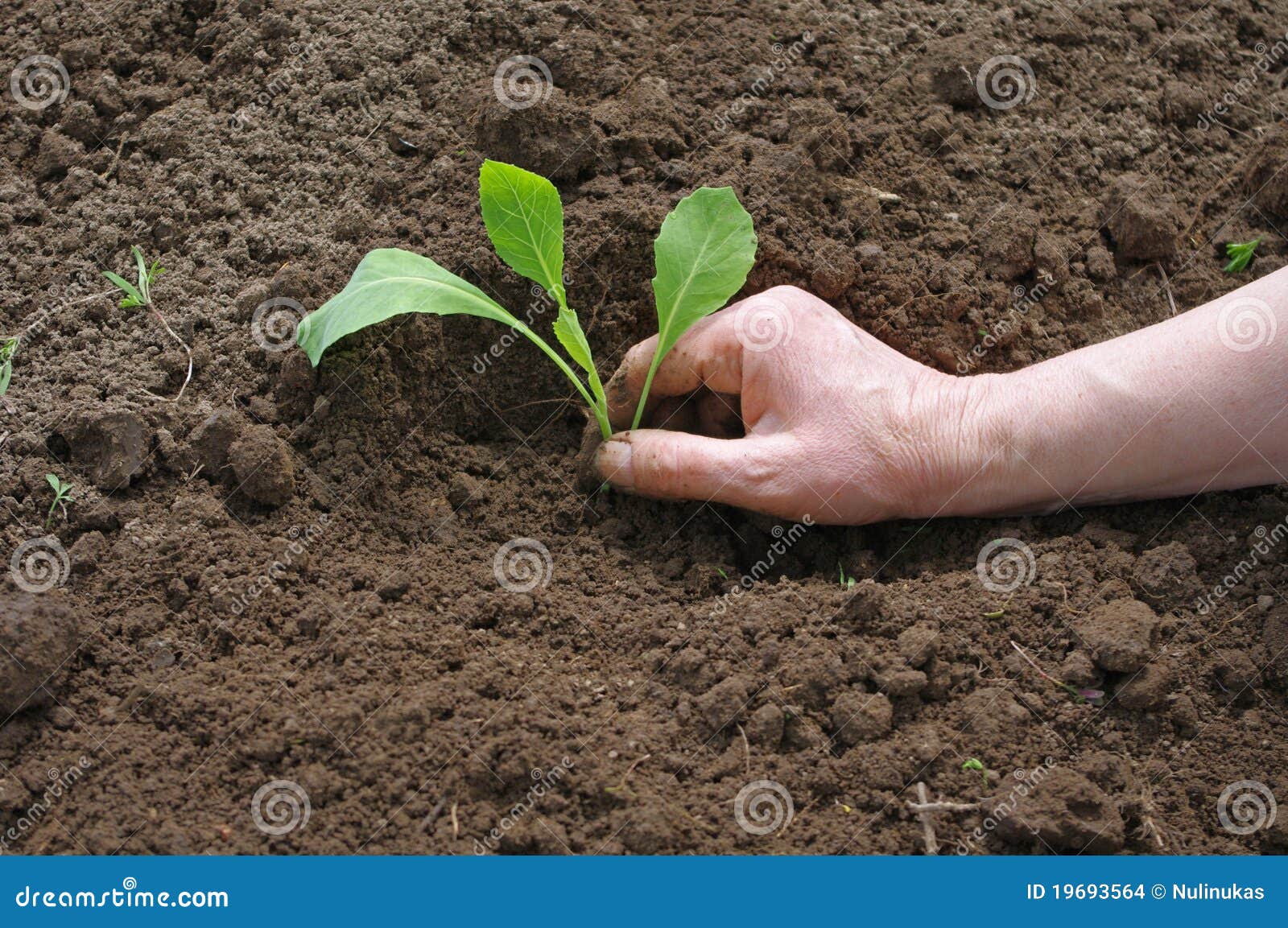 Cabbage planting stock photo. Image of sunlight, hand - 19693564