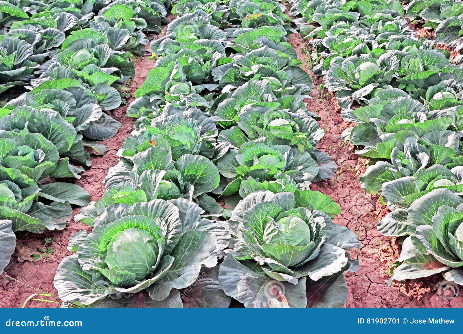 Red Cabbage Plants Up Close, The Cabbage Has To Grow For A Few Months ...
