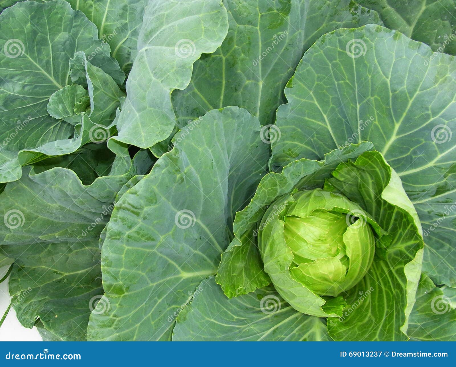 Cabbage plants stock image. Image of cabbage, natural - 69013237