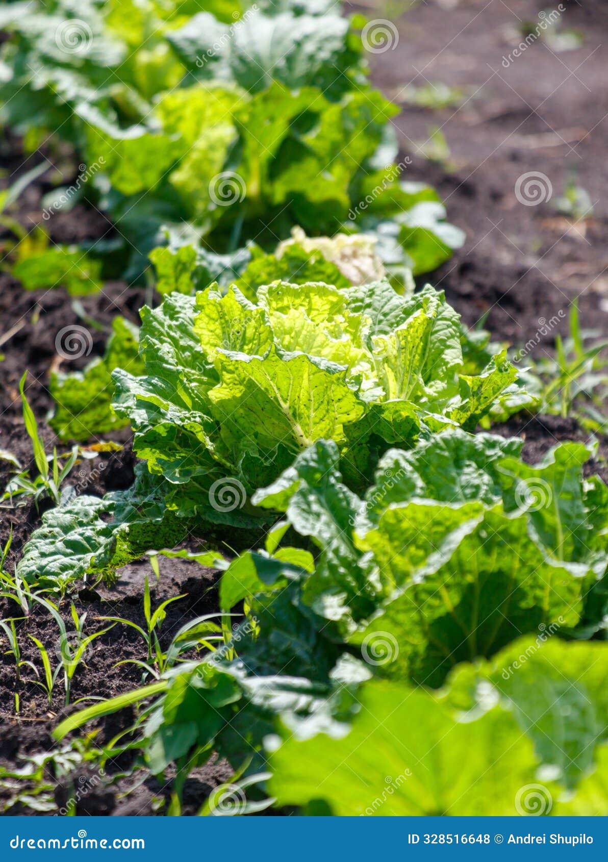 Cabbage Plants in the Ground in the Garden Stock Photo - Image of ...