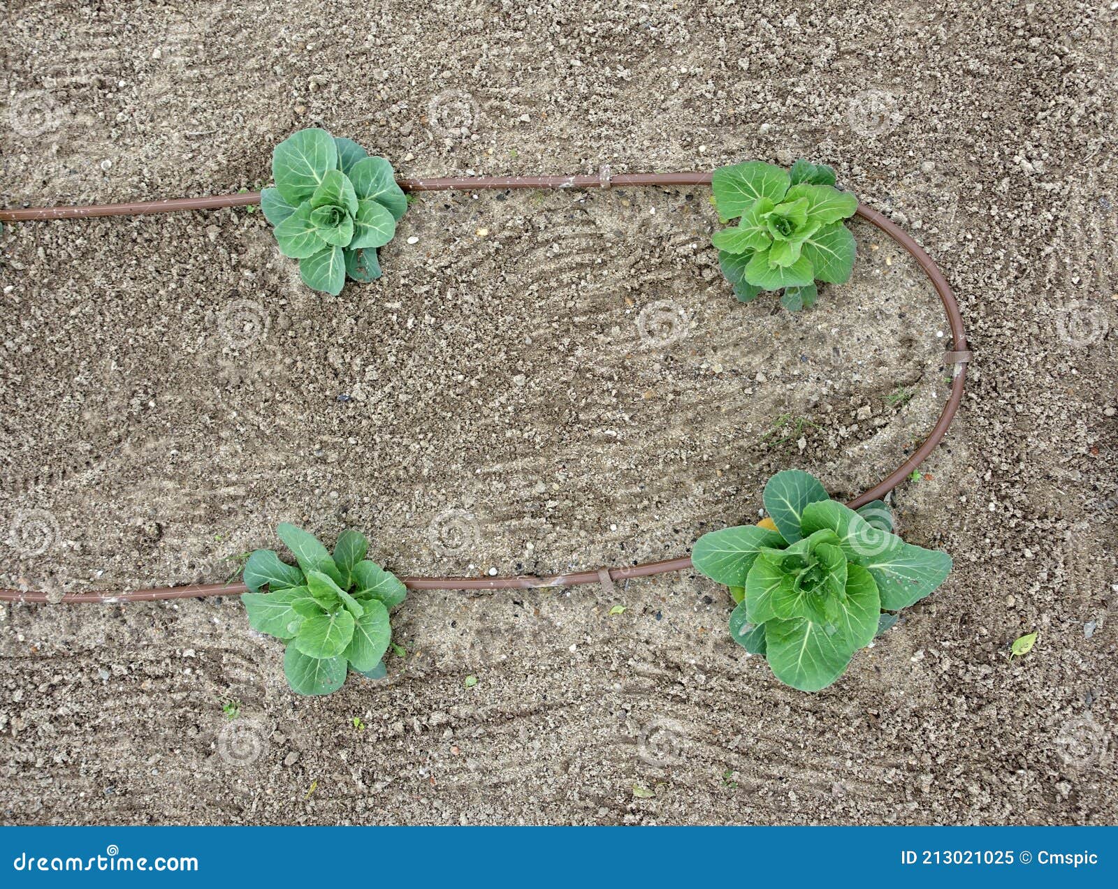 Cabbage Plants Growing in Soil Stock Image - Image of green, brassica ...
