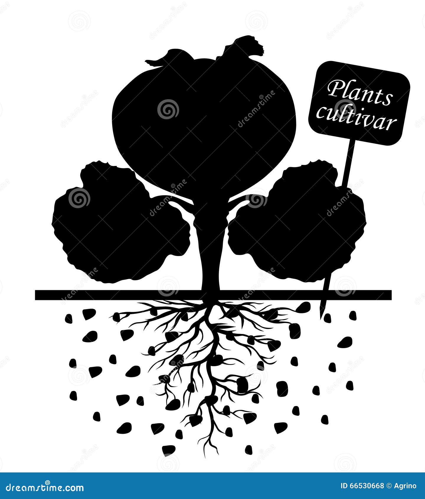 Cabbage Plants With Label Cultivar Vector Illustration | CartoonDealer ...