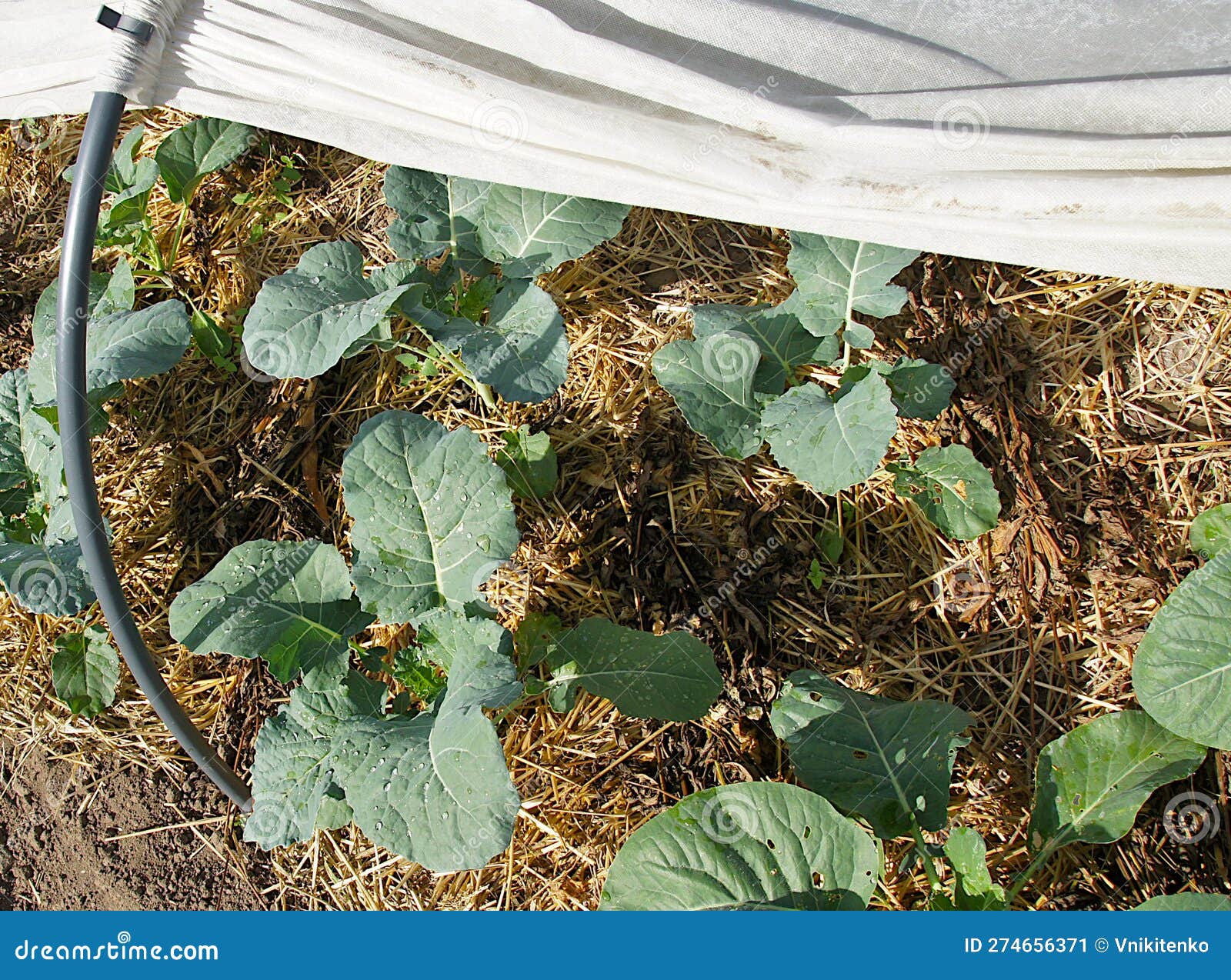 Cabbage Plants and Straw Mulch Stock Image - Image of grow, garden ...