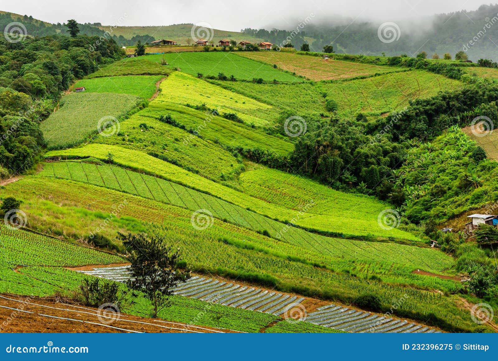 Cabbage Plot on Highland in Thailand Stock Image - Image of grow, asia ...