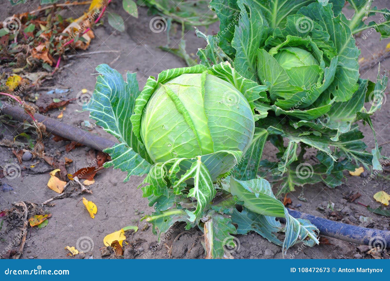 Cabbage on the plot stock image. Image of house, agriculture - 108472673