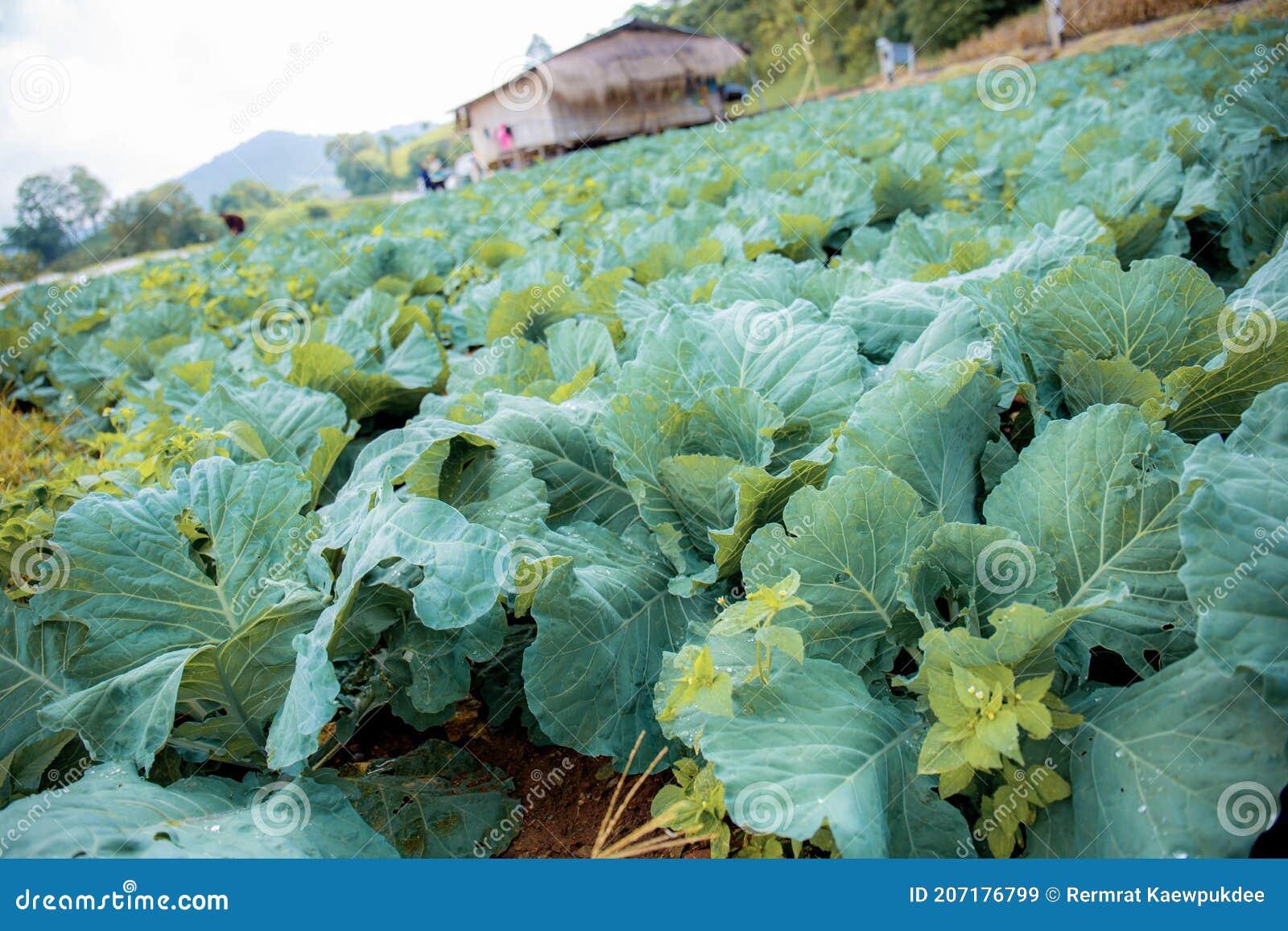 Cabbage on plot at sunrise stock image. Image of field - 207176799