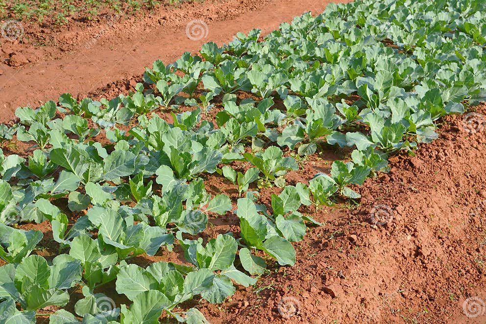 Cabbage plots stock photo. Image of summer, plant, diet - 183530434