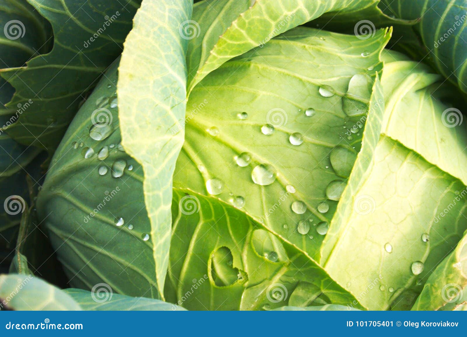 Cabbage stock image. Image of crop, nitrogen, harvested - 101705401