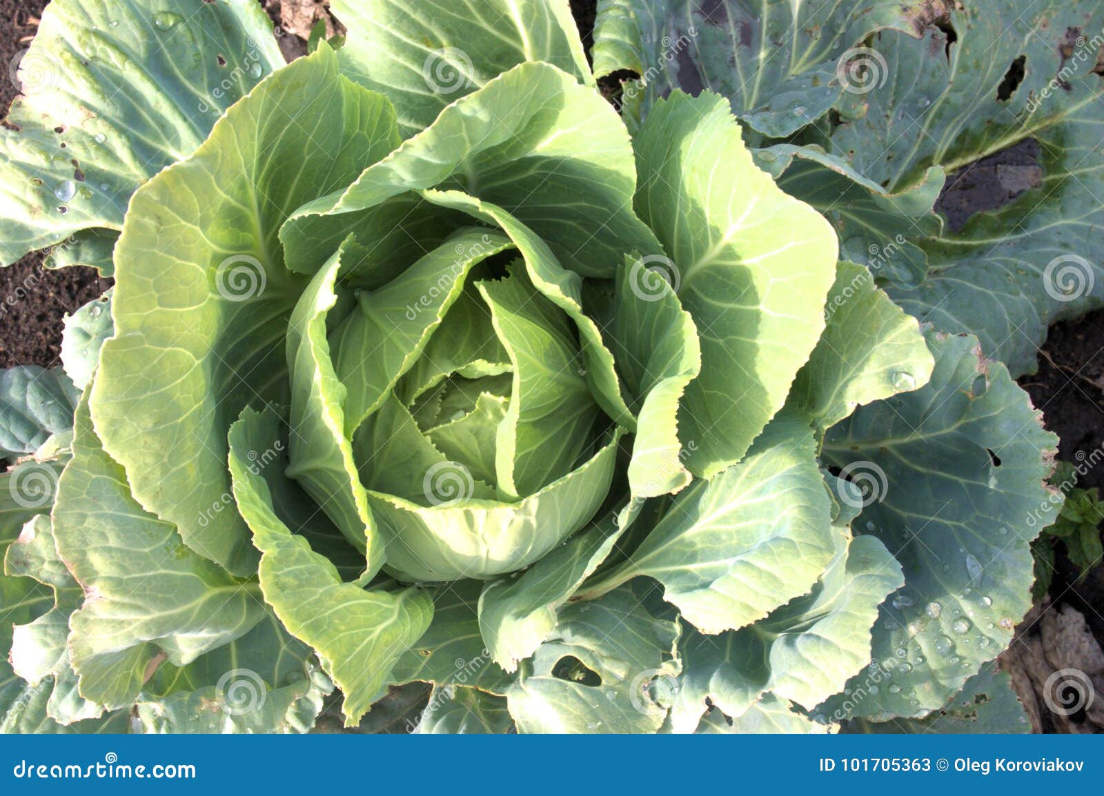 Cabbage stock image. Image of crop, fertility, leaves - 101705363