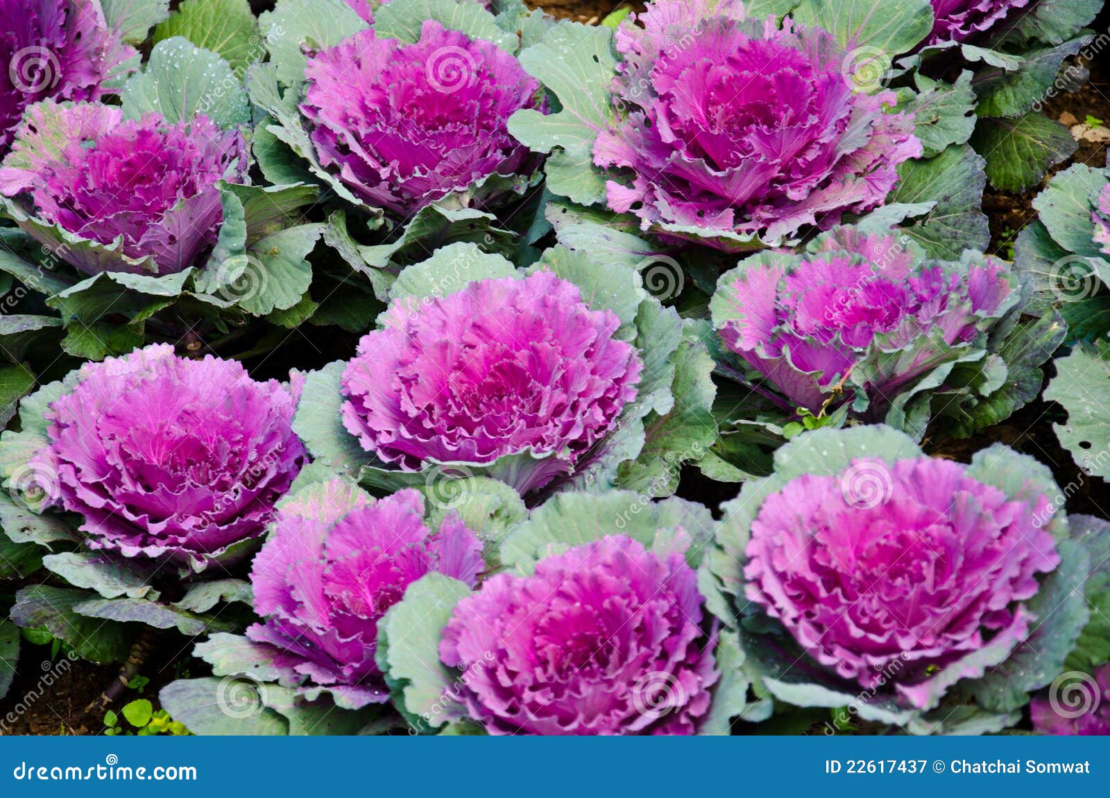 Cabbage red stock image. Image of field, pink, food, agriculture - 22617437