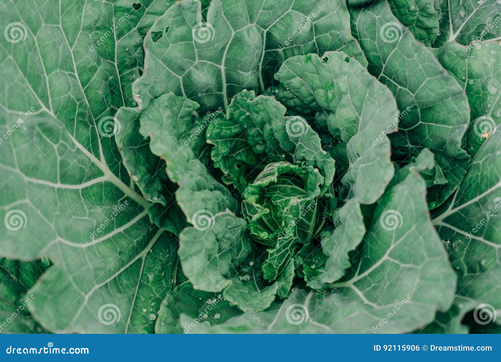 Cabbage Ripened in the Garden Under the Open Sky, Close-up Stock Photo ...