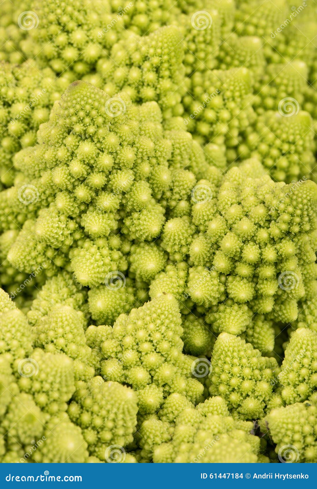 Cabbage romanesco stock photo. Image of freshness, cauliflower - 61447184