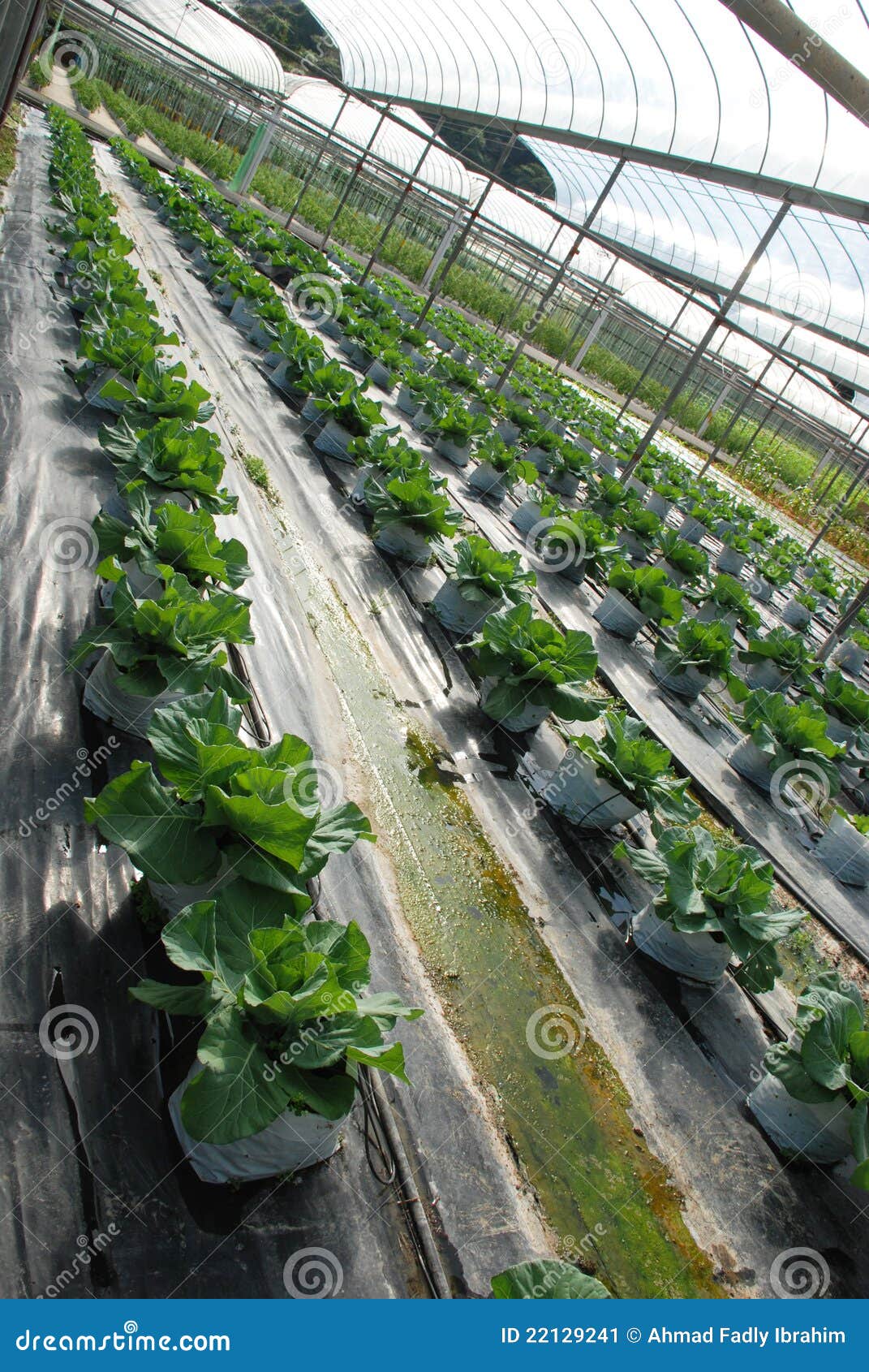 Cabbage in a row stock image. Image of fresh, cultivate - 22129241