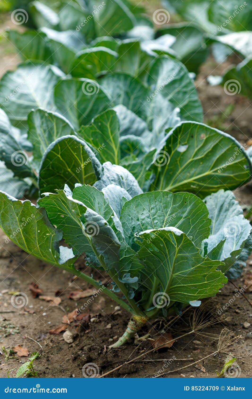Cabbage row in the garden stock image. Image of countryside - 85224709