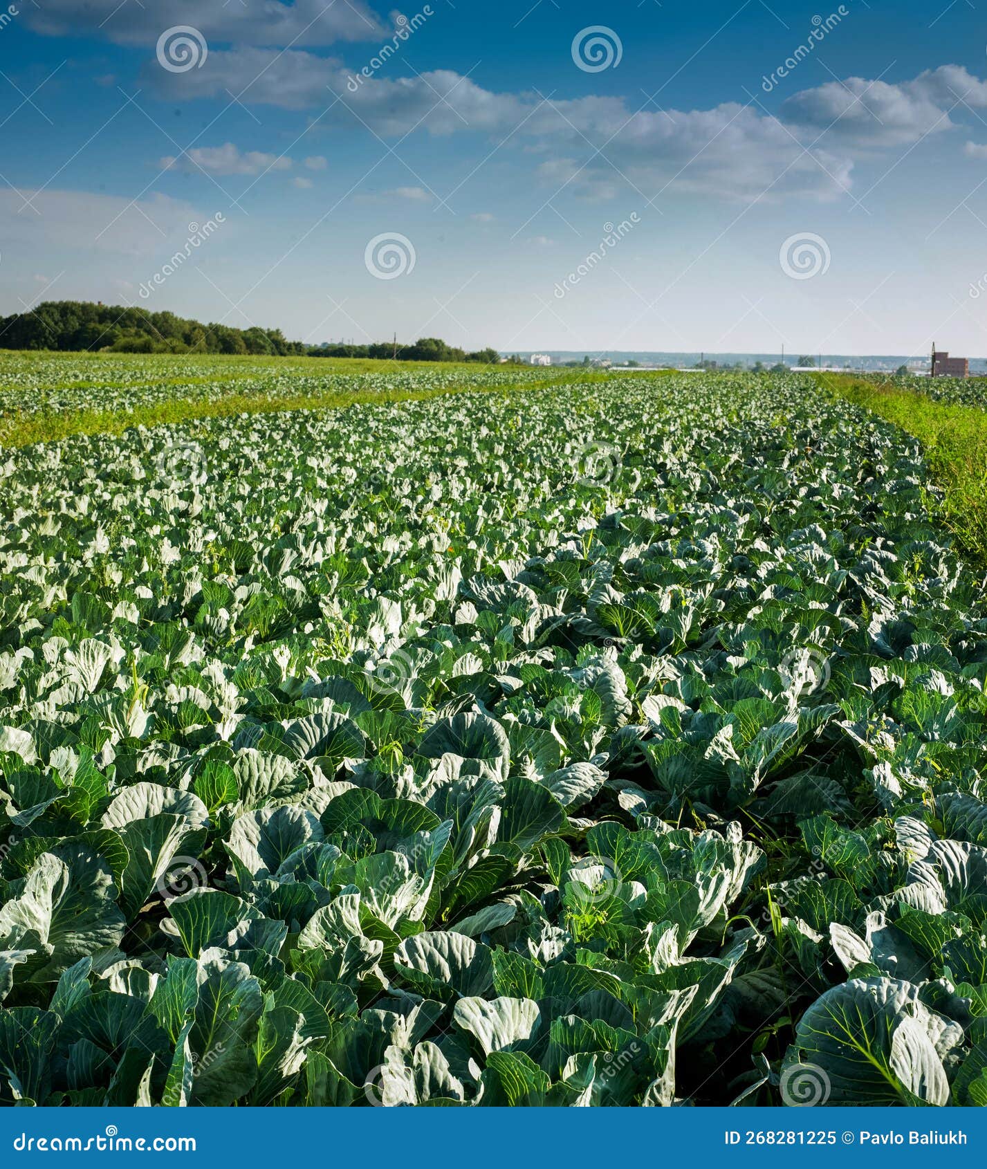 Onplantation Stock Photos - Free & Royalty-Free Stock Photos from ...