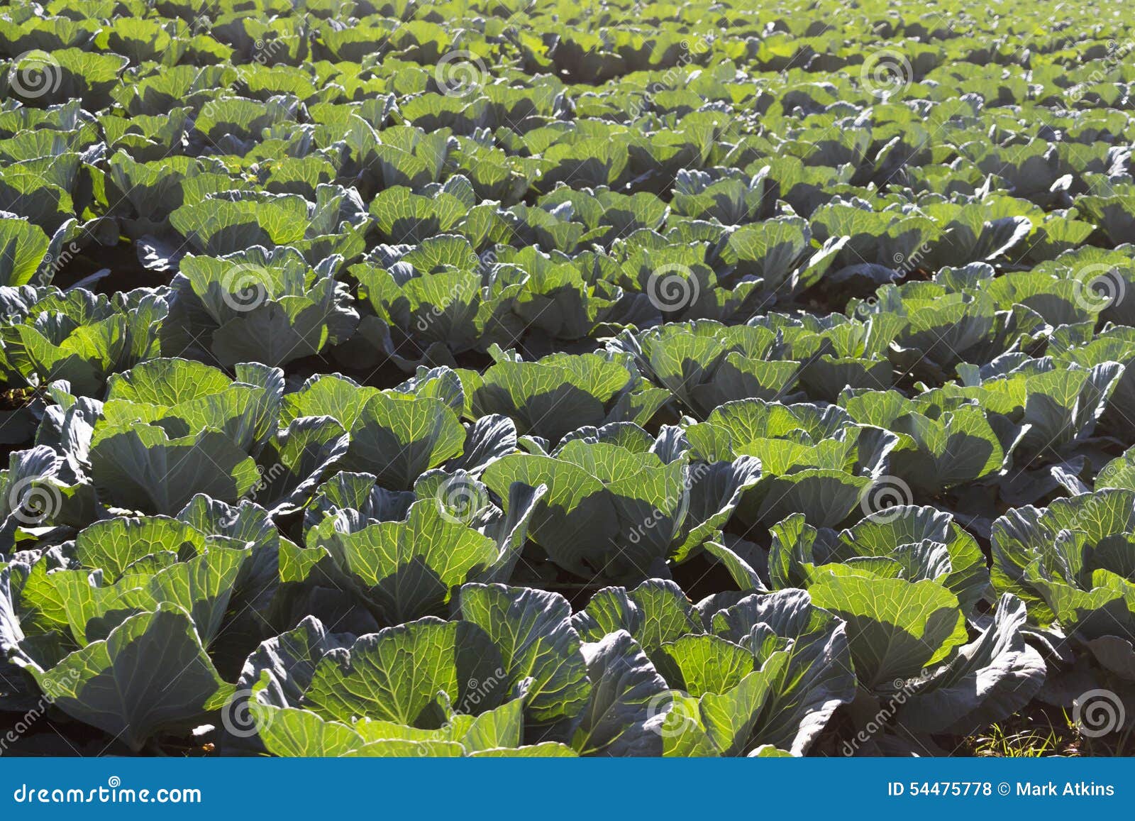 Cabbage stock photo. Image of nature, nutrition, garden - 54475778