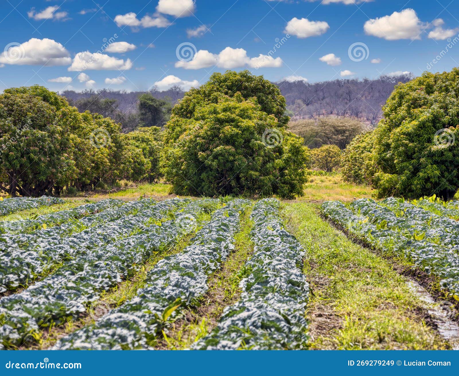 Cabbage rows stock image. Image of farming, spring, mango - 269279249