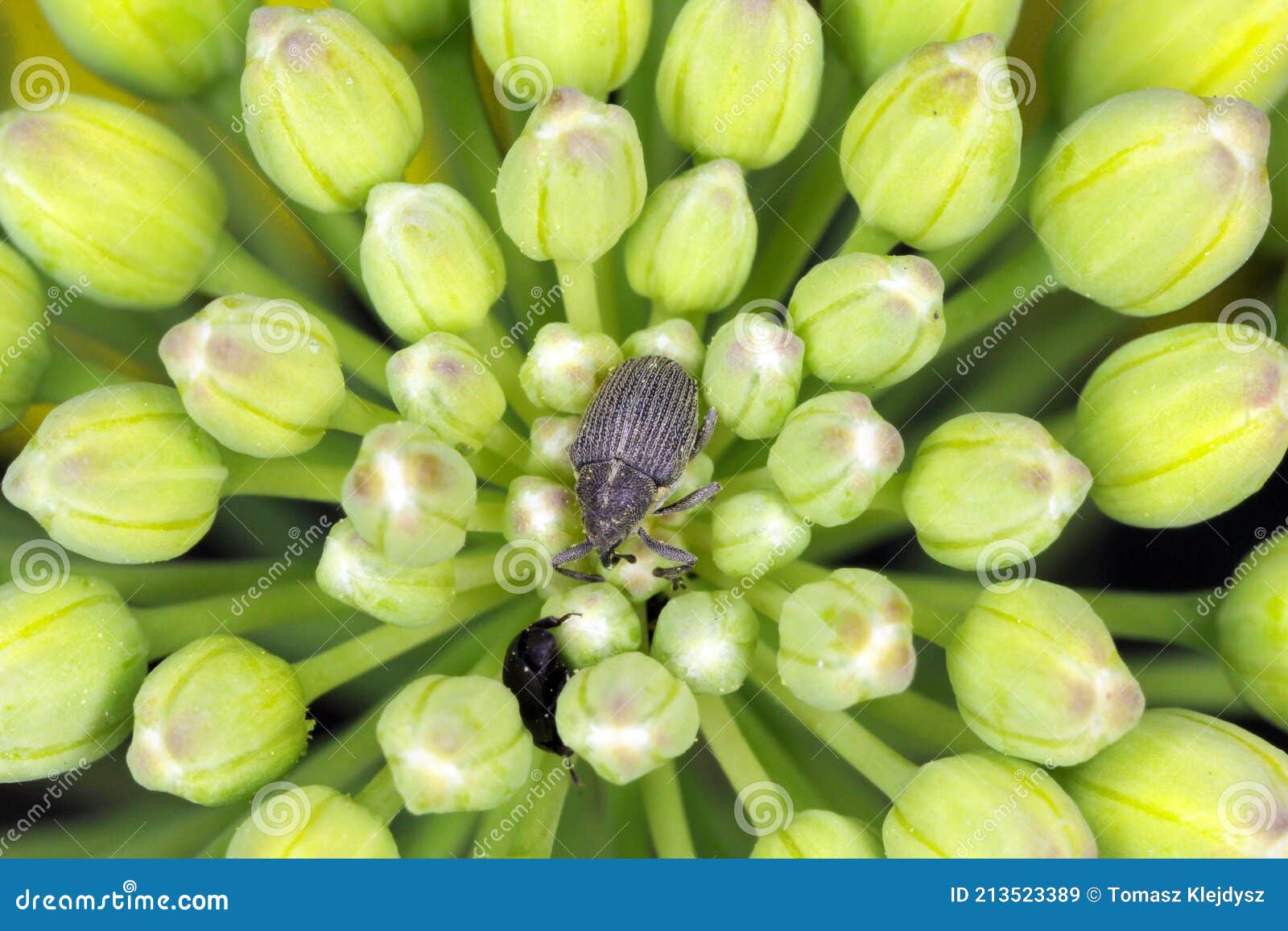 The Cabbage Seed Pod Weevil, Ceutorhynchus Obstrictus, Formerly Called ...