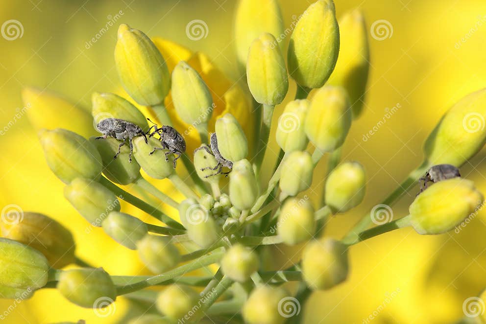 The Cabbage Seed Pod Weevil, Ceutorhynchus Obstrictus, Formerly Called ...