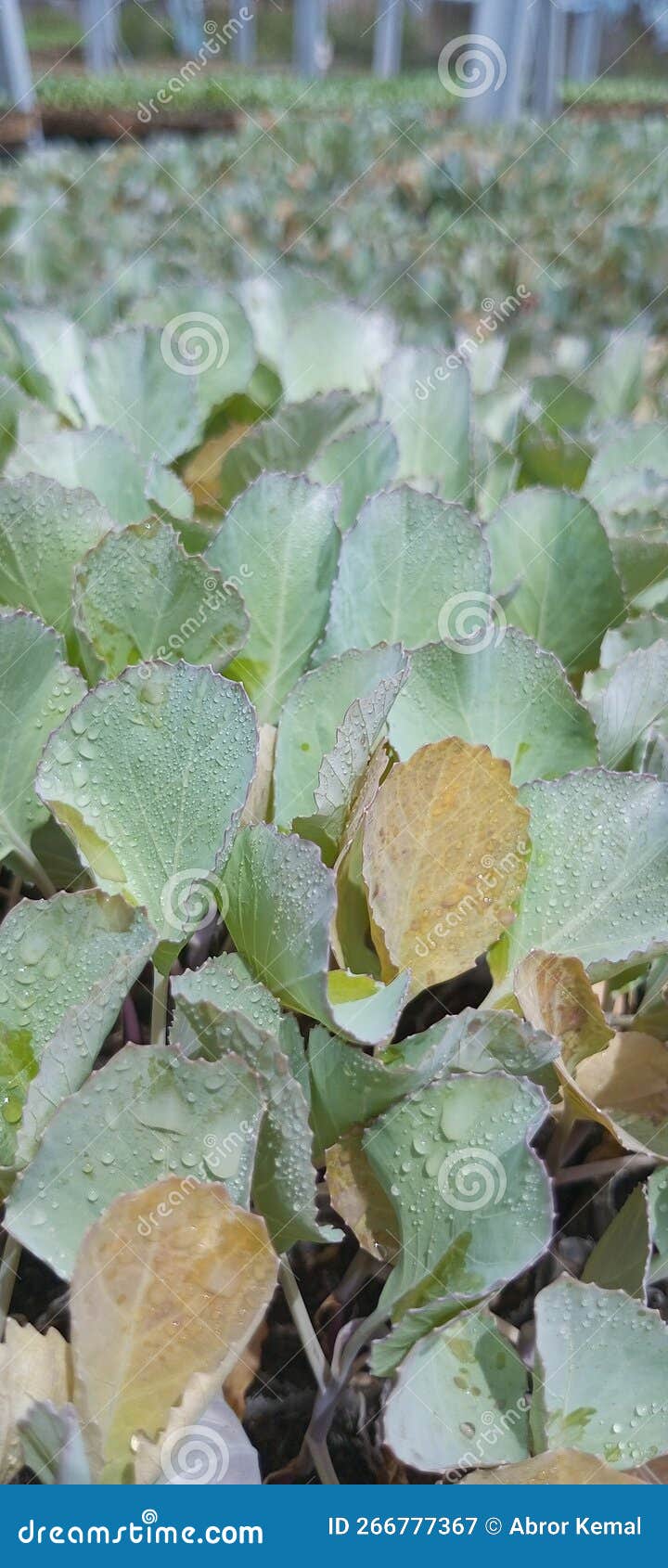 The Cabbage Seed Pod Weevil, Ceutorhynchus Obstrictus (formerly ...