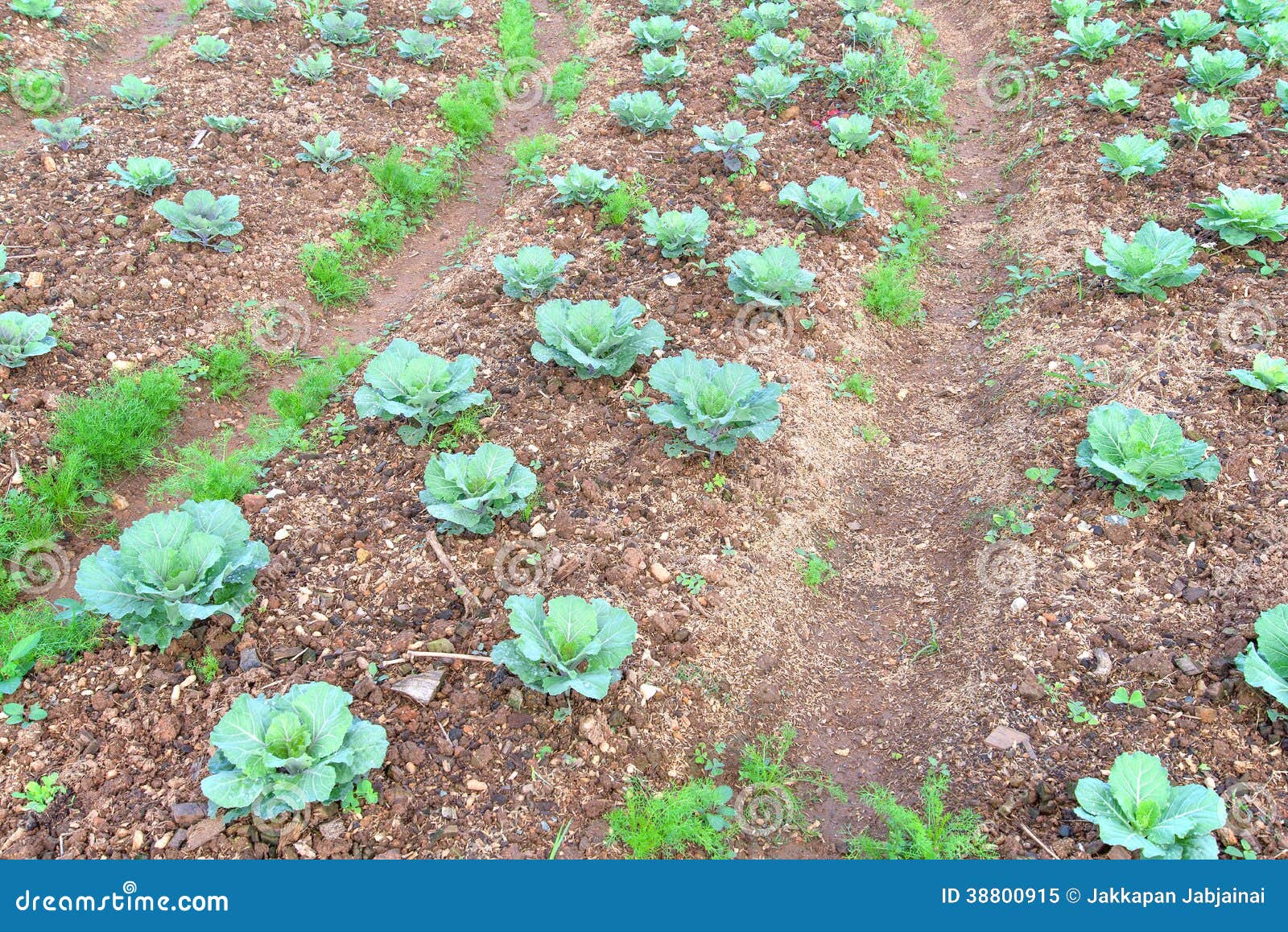 Cabbage seeding field stock image. Image of countryside - 38800915