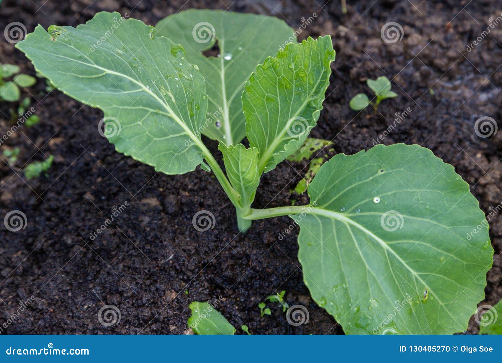 The cabbage seedling stock photo. Image of grow, garden - 130405270