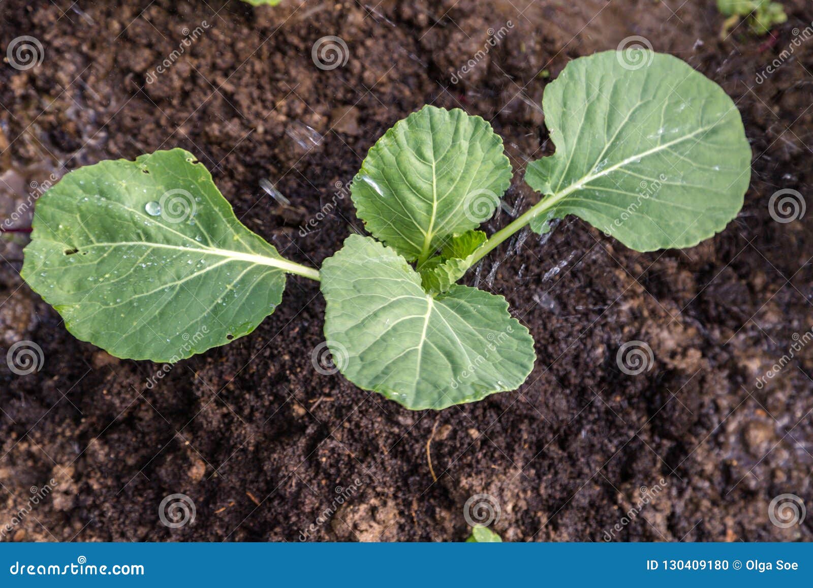 The cabbage seedling stock photo. Image of dirt, seed - 130409180