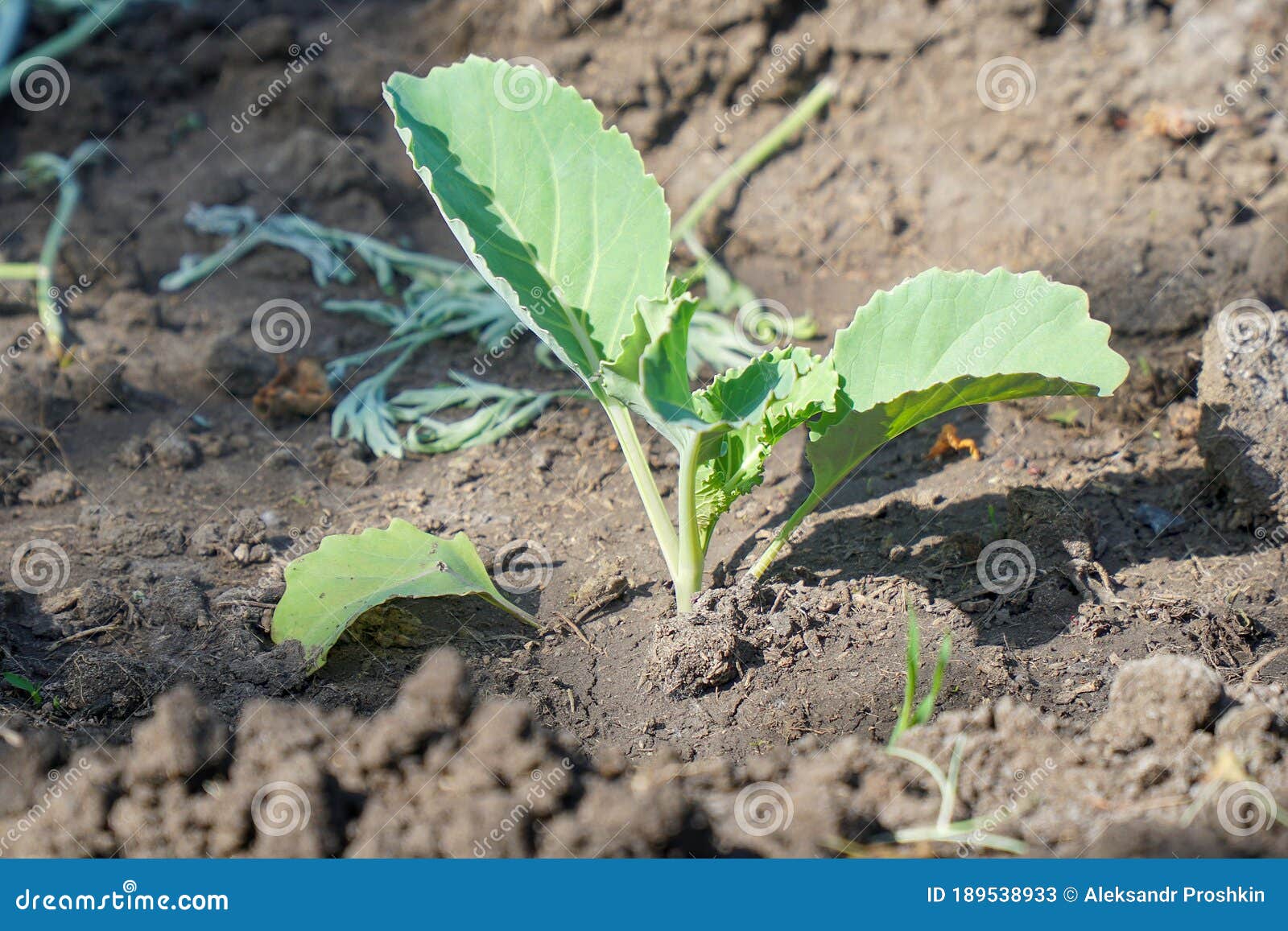 Cabbage Seedling on Garden Bed Stock Image - Image of gardening ...