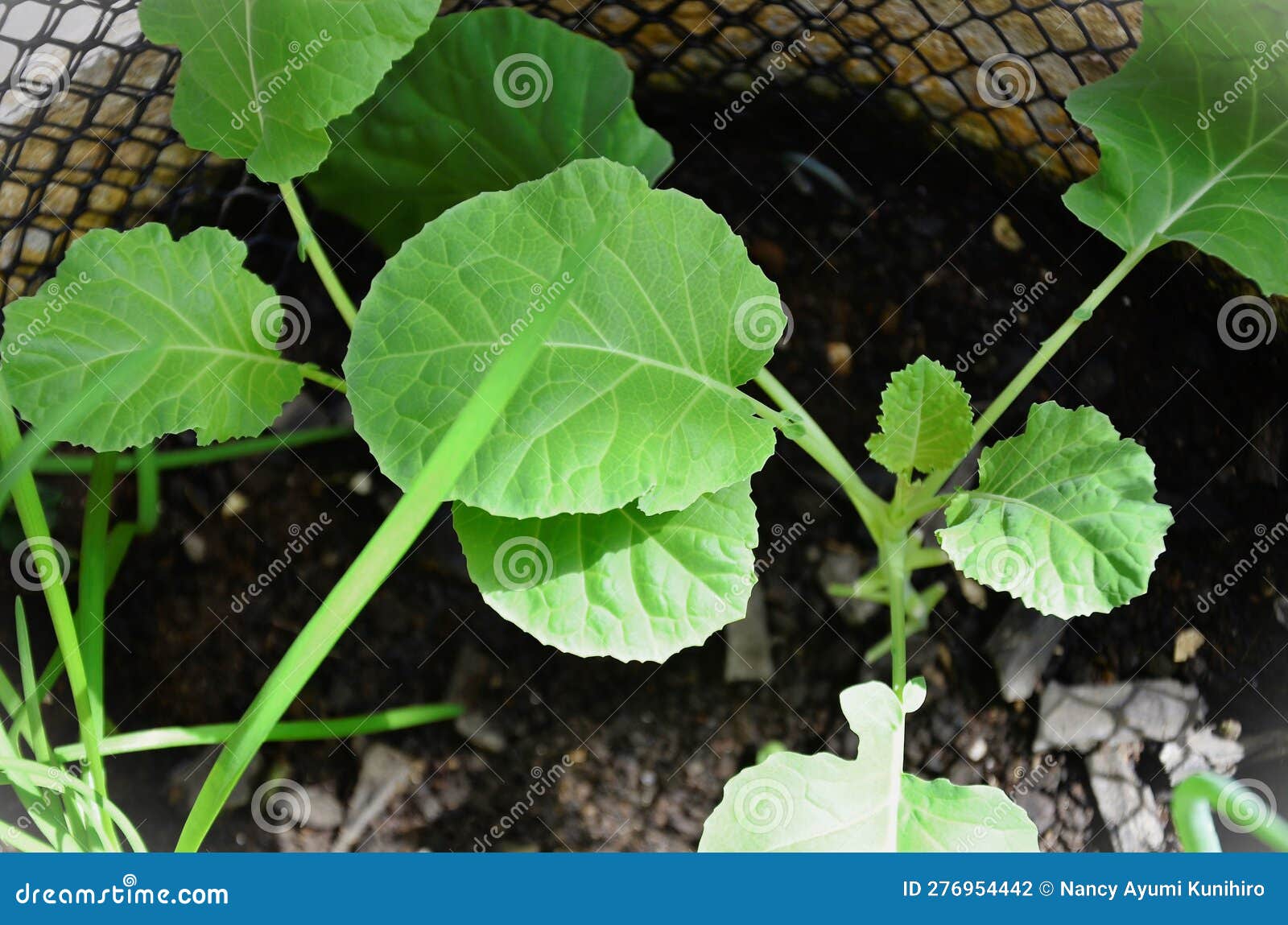Cabbage Seedling Growing in the Pot Stock Photo - Image of lawn, food ...